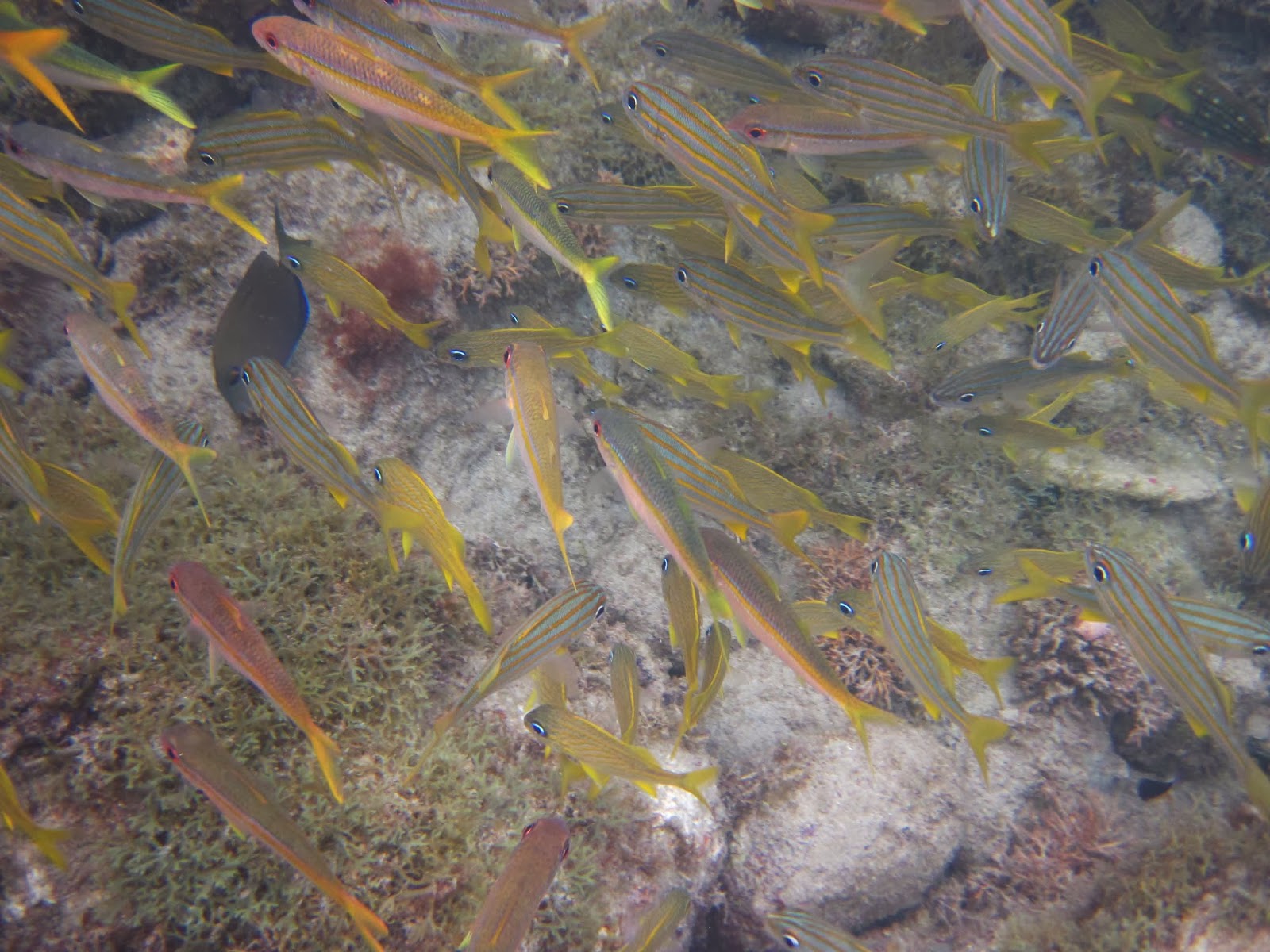 Vomo: La Martinique (suite) : du 7 au 25 janvier 2014