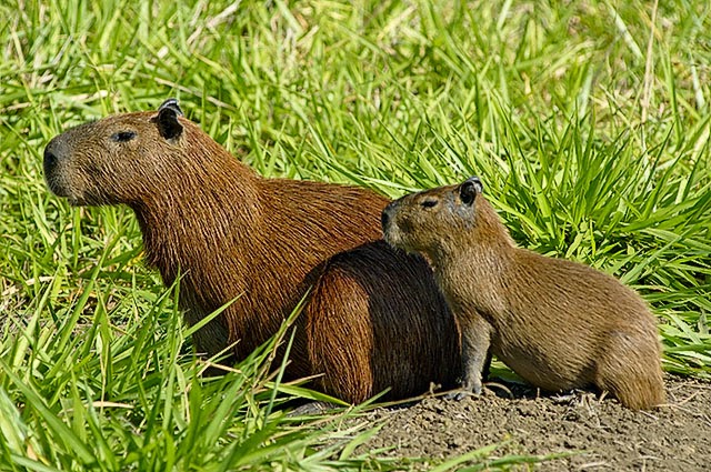 Alligators and Capybaras : Curiosities about the capybara