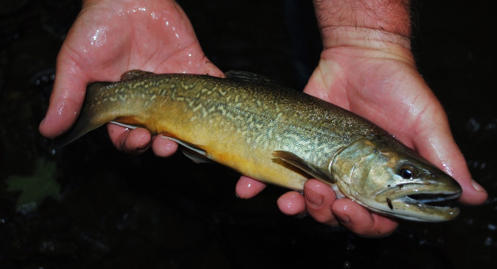 Steelhead Alley Outfitters- Lake Erie Fly Fishing Guide Service and ...