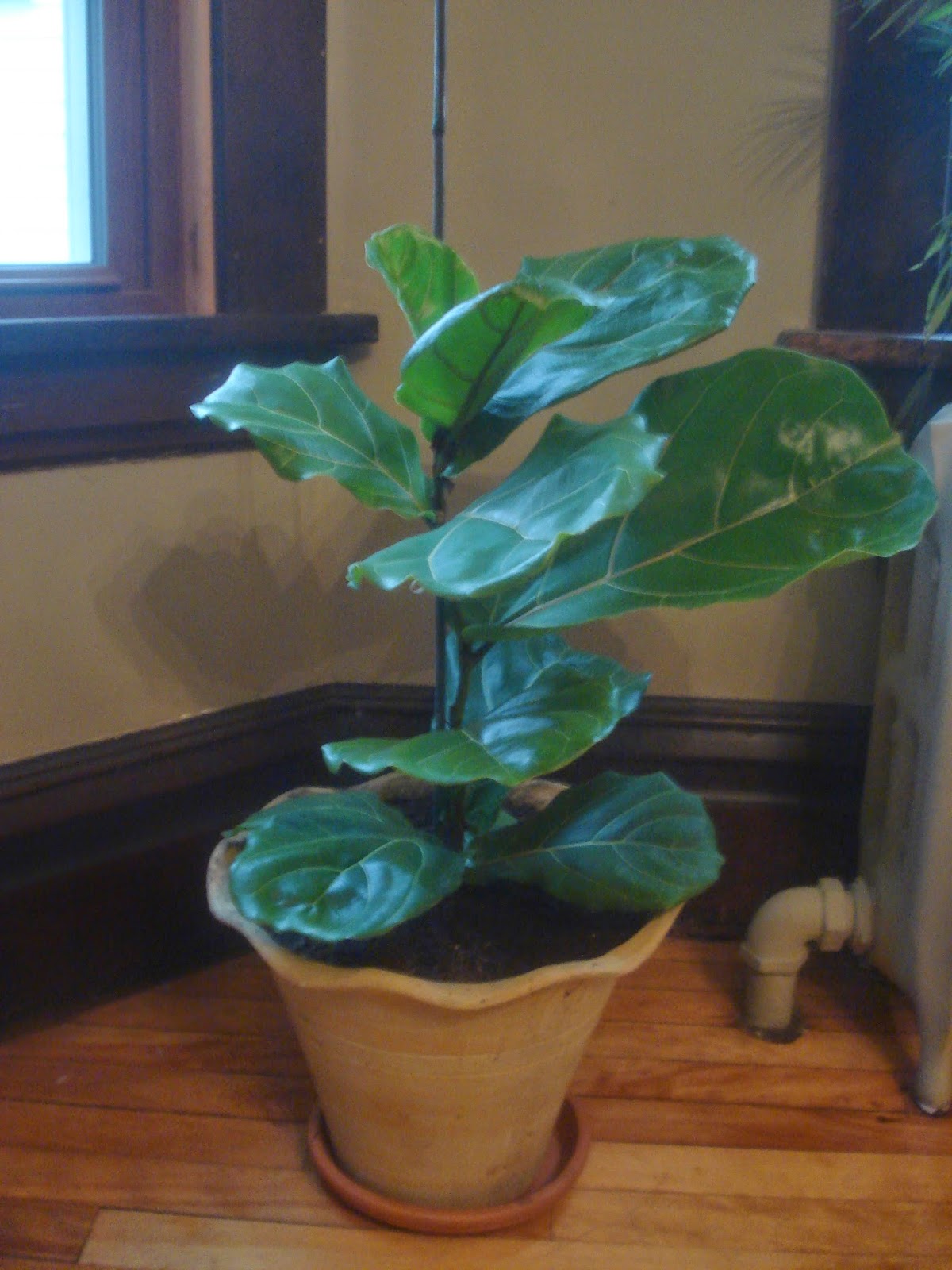A & L : How to Grow a Fiddle Leaf Fig Tree {DIY}