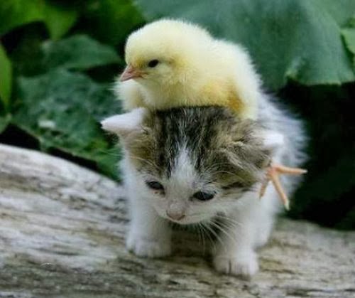 Wallpaper Gambar Lucu: Photo Hewan Lucu