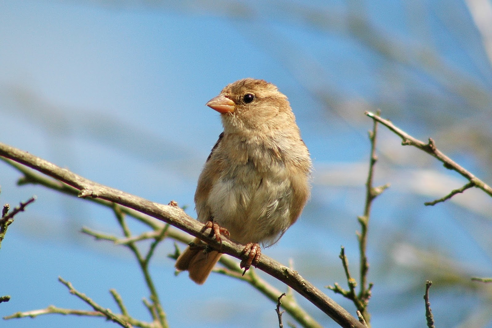 BirdWatch Ireland's Conservation Team blog: Irish Garden Birds - Humble ...