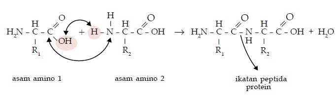 Pengertian Protein dan Struktur Asam Amino Penyusunnya - Rumus Kimia