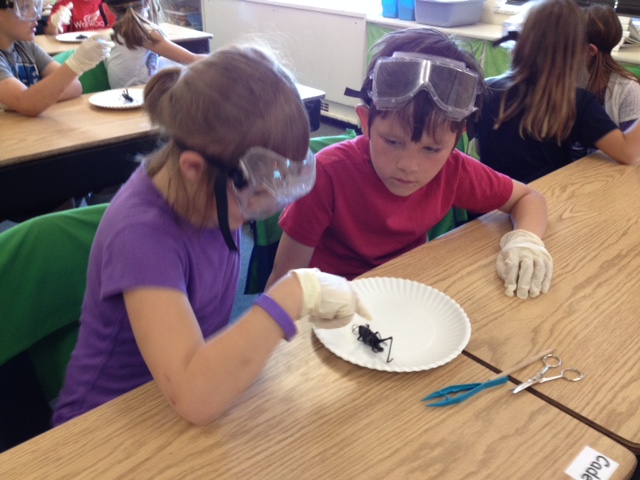 Team McNitt: Dissecting Insects