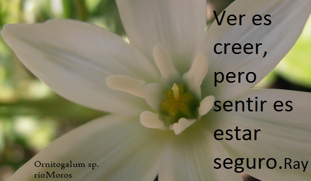 Ver es creer, pero sentir es estar seguro | Plantas rioMoros