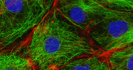 Citoplazma ~ Mikrobiologija - kas tai?