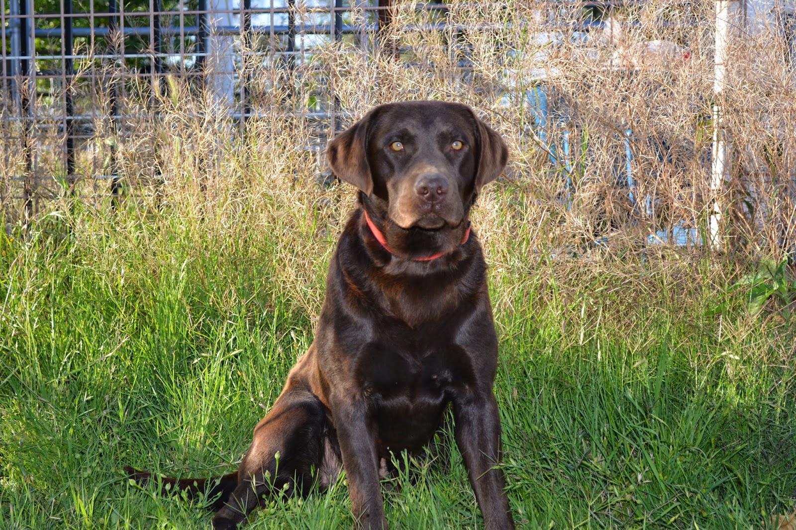 Cozy Acres Farm : Labrador Retriever Parents