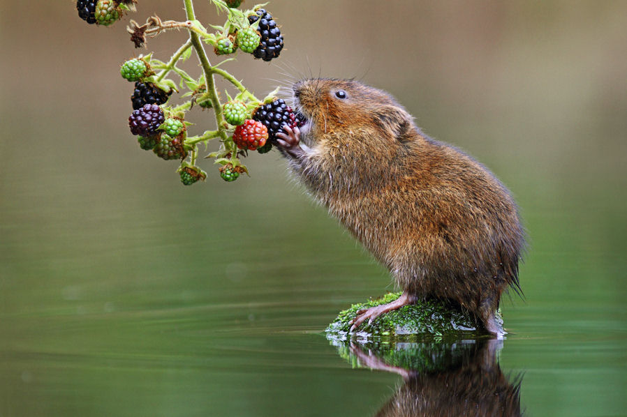 idool Ratoncito desayunando moras en el río (Divertidos) | wallpaper hd ...