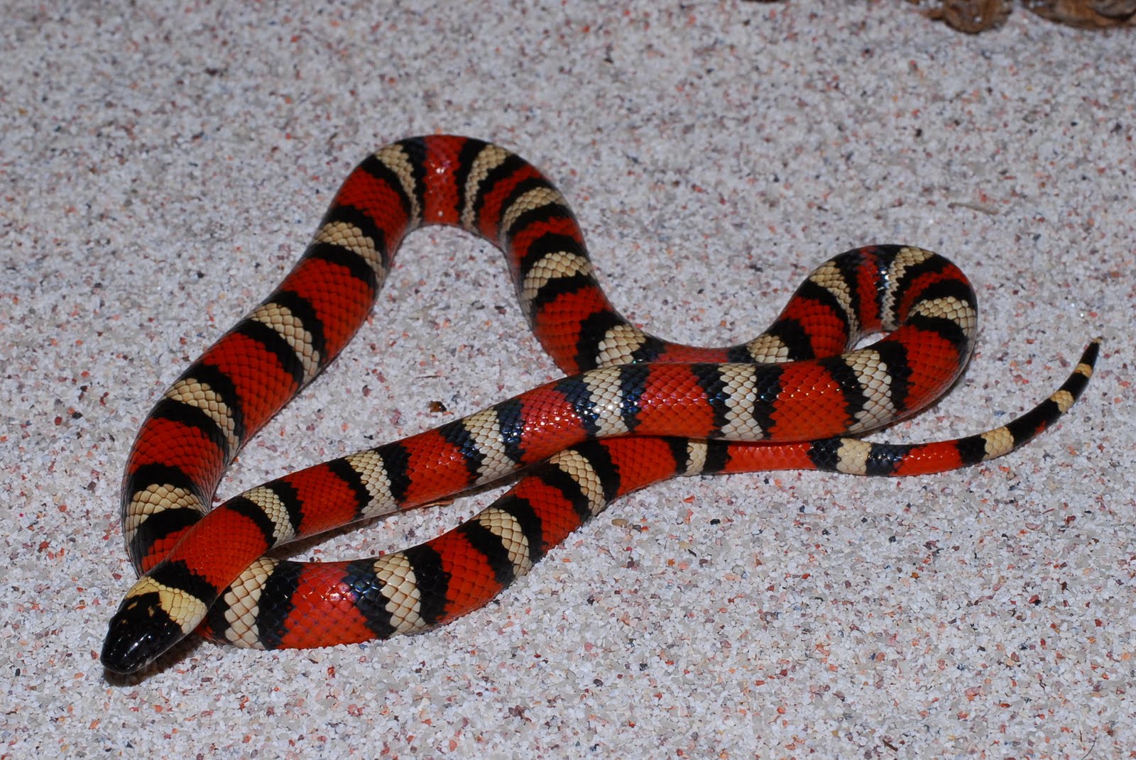 Our Beautiful World: Beautiful red snakes