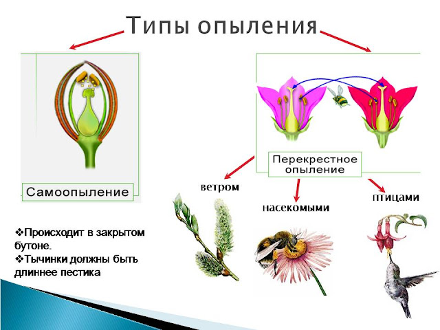 Всё о бегониях и не только...: Покрытосеменные (Angiospermatophyta)