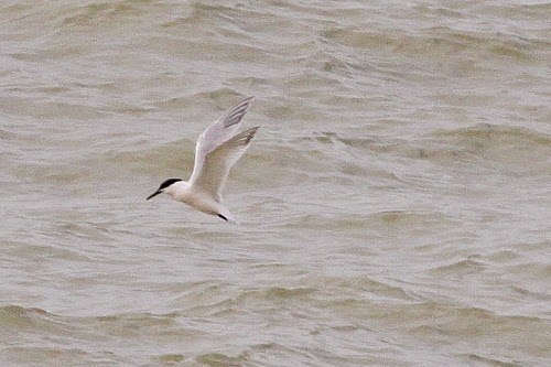 JFC's Birding: 4th May, 2015 Beachy Head and West Rise Marsh Sunny ...