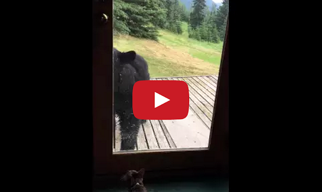 Fearless Cat Scares Off Bear