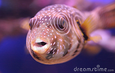 Funny tropical fish species ~ unique animal wallpapers