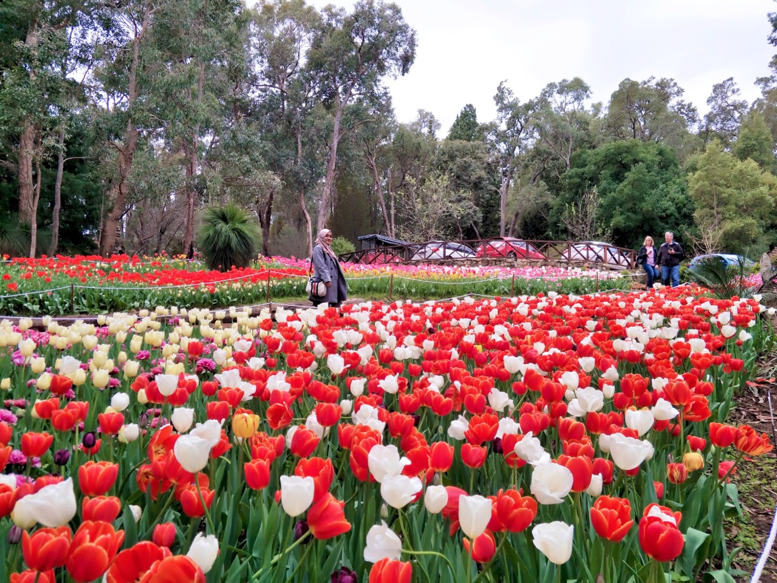 musim bunga tulip di perth - Amy Abraham