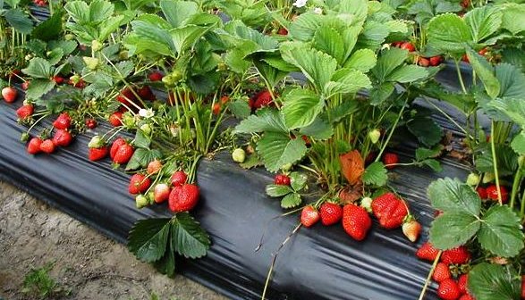 JUAL BIBIT STRAWBERRY | BUDIDAYA STROBERI | BUAH STRAWBERRY: Cara ...