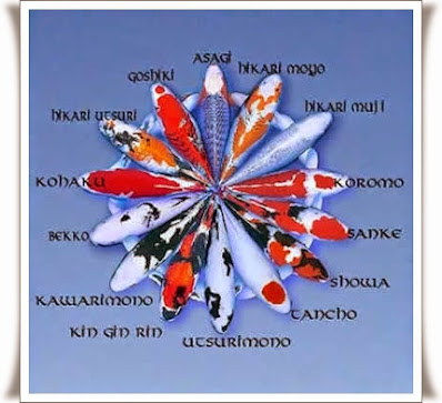 Mengenal Jenis-jenis Ikan Koi Yang Banyak Digemari - GEMA PERTANIAN