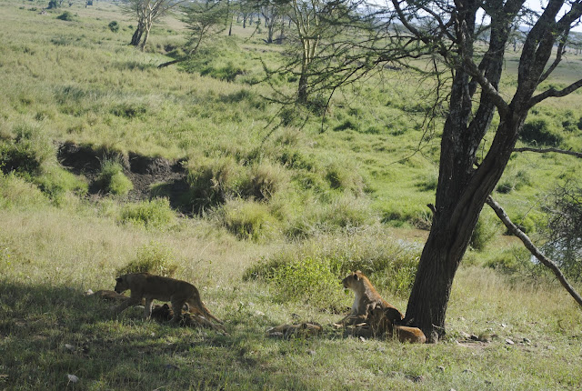 JOURNO TOURISM: WANYAMA WAKUBWA WAZIDI KUVUTA WATALII MAMLAKA YA ...