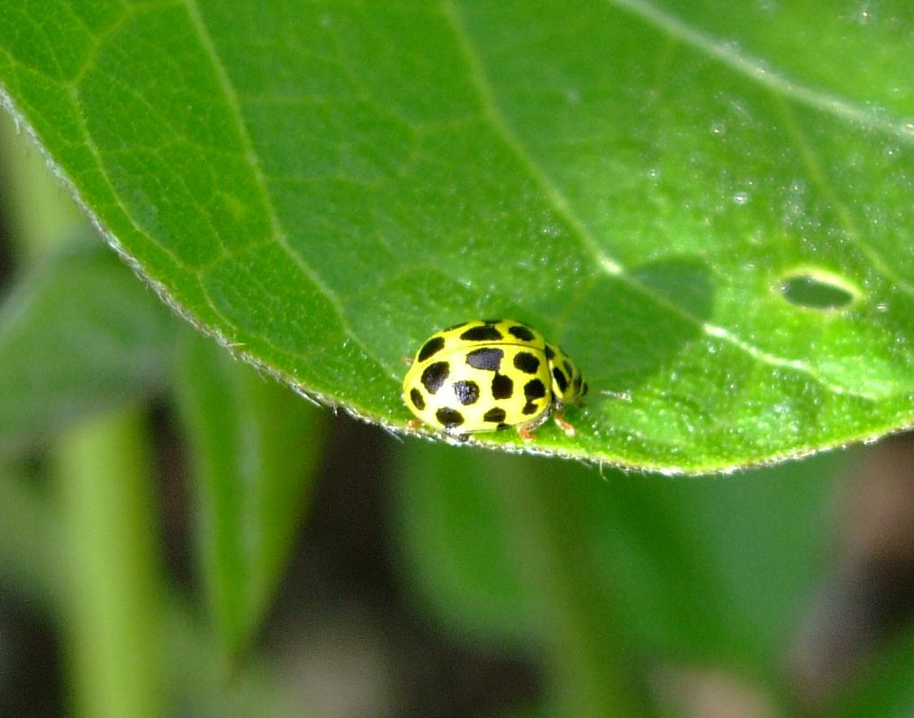 22-spot Ladybird