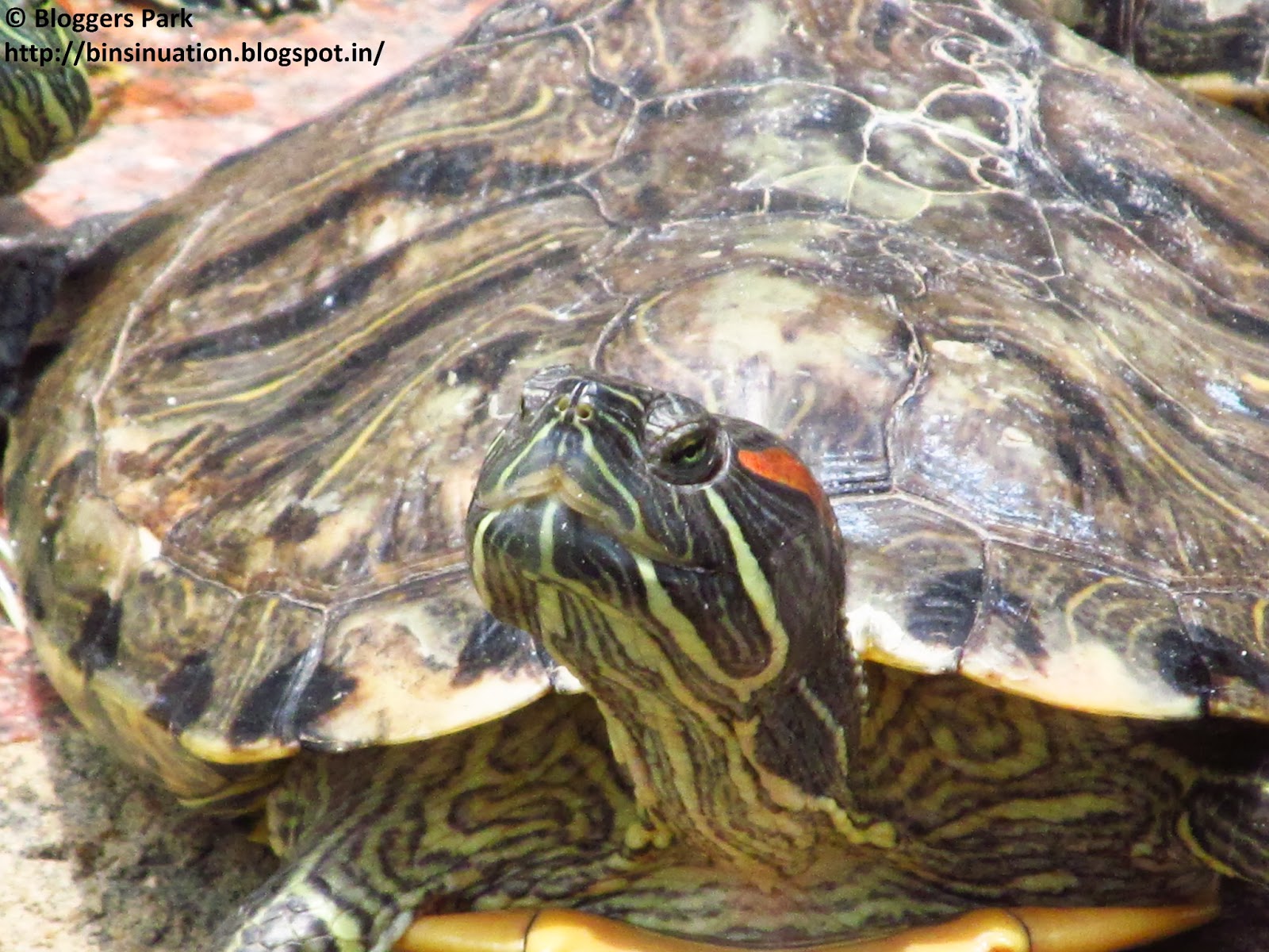 Bloggers Park: PhotoBlog: Turtles at Bannerghatta (Bangalore)