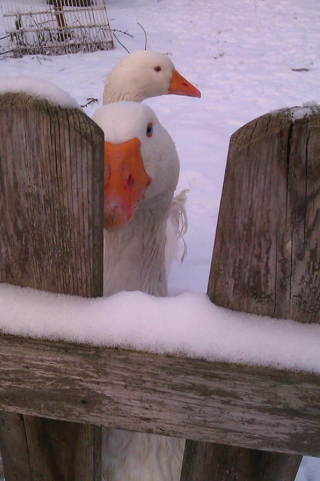 Frau Frieda: Ungarische Lockengänse