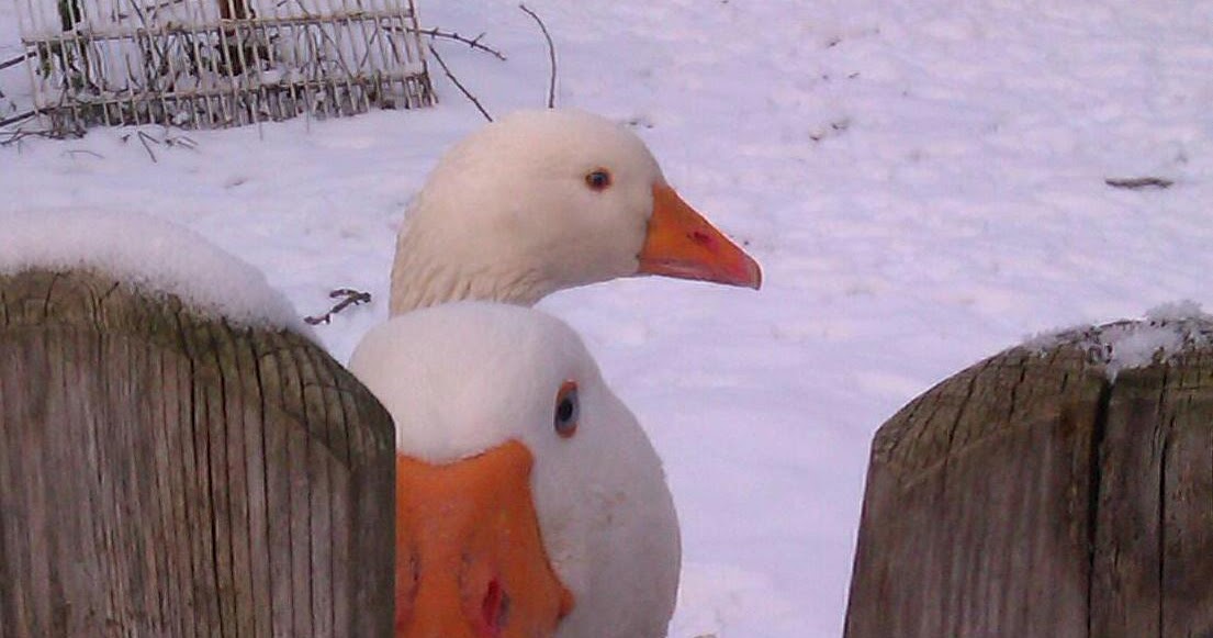 Frau Frieda: Ungarische Lockengänse