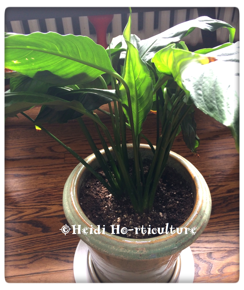 Heidi Horticulture: Repotting Peace Lily House Plant