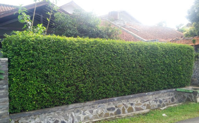 Jenis tanaman Hias yang Dijadikan Alternatif Pengganti Pagar | Pecinta ...