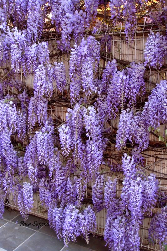 Mascotas y muchas más cosas : GLICINIA - Flor