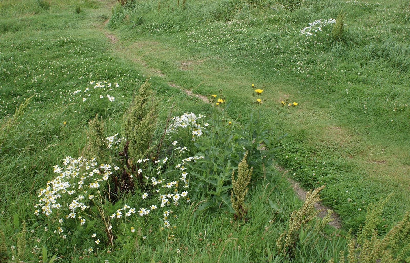HORTA À PORTA: SENECIO JACOBAEA (TASNEIRINHA, RAGWORT, SÉNEÇON JACOBÉE ...