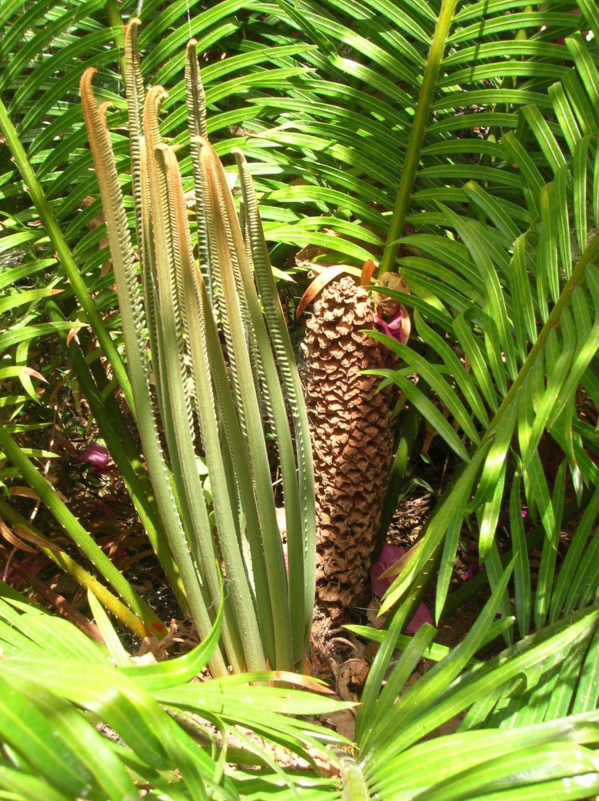 Recregarden: CYCAS RUMPHII