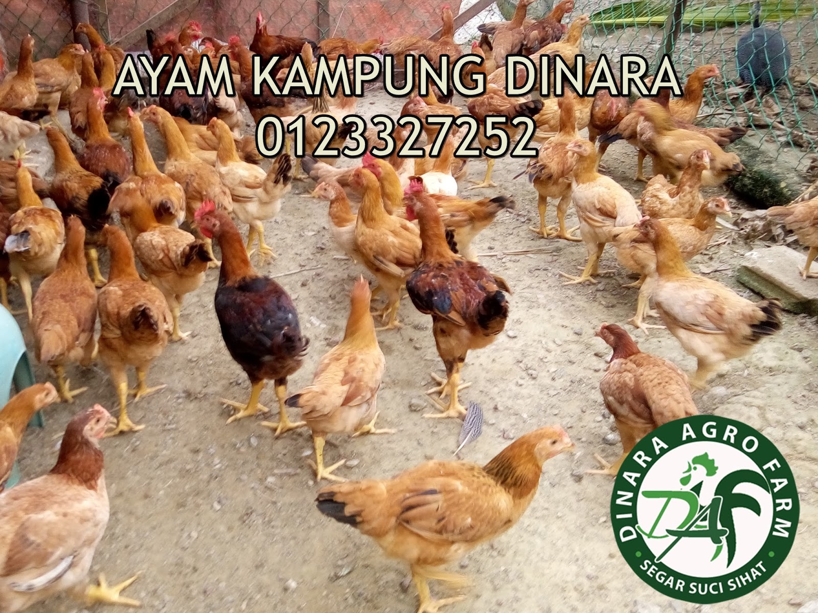 DINARA AGRO FARM: KEBAIKAN MAKAN AYAM KAMPUNG HALAL