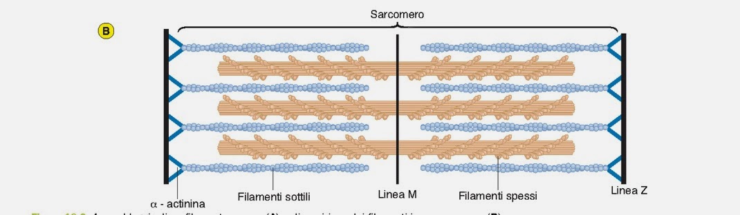 Nutrizione essenziale: Il Muscolo e in particolare ;Corrispondenza fra ...