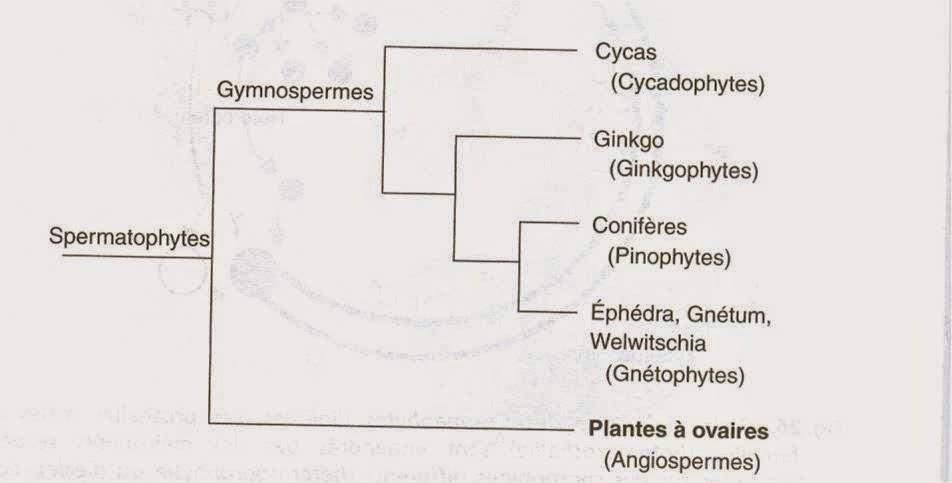 Taxon des Spermatophytes ou plantes à graines (Gymnospermes) ~ ecologie ...