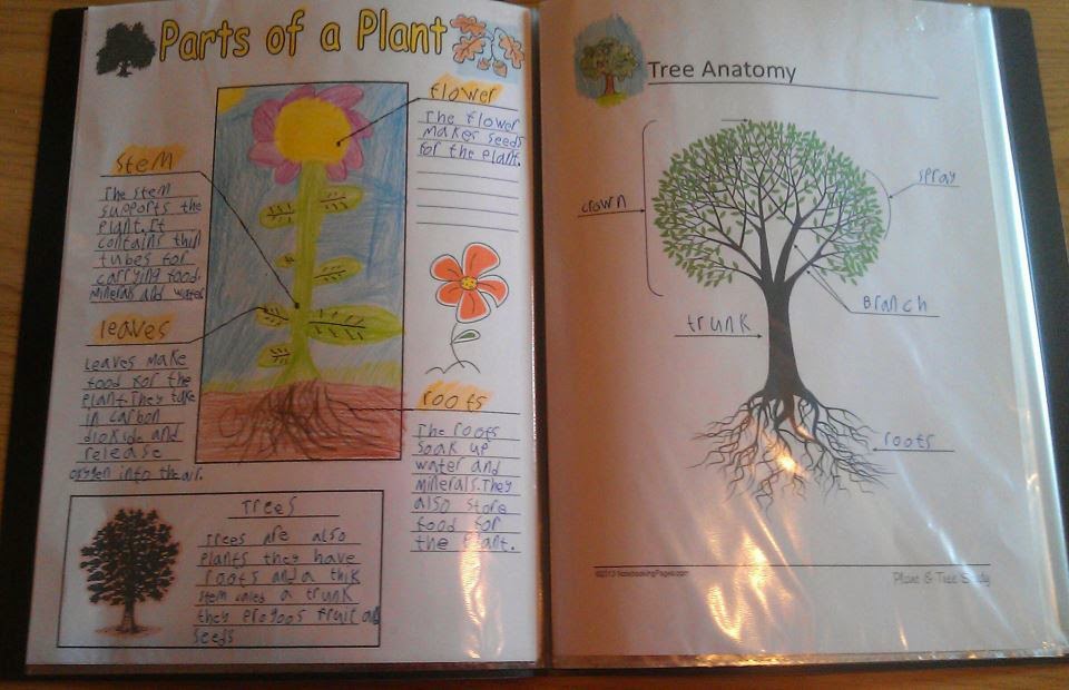 Iman's Home-School: Plants Notebooking Pages