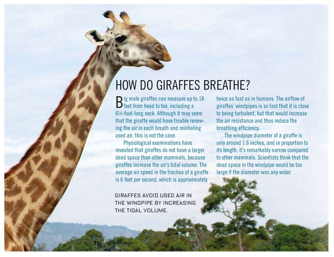Lokabhiramam: Giraffe - Breathing