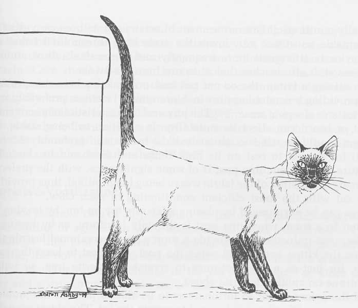 Do Female Cats Spray