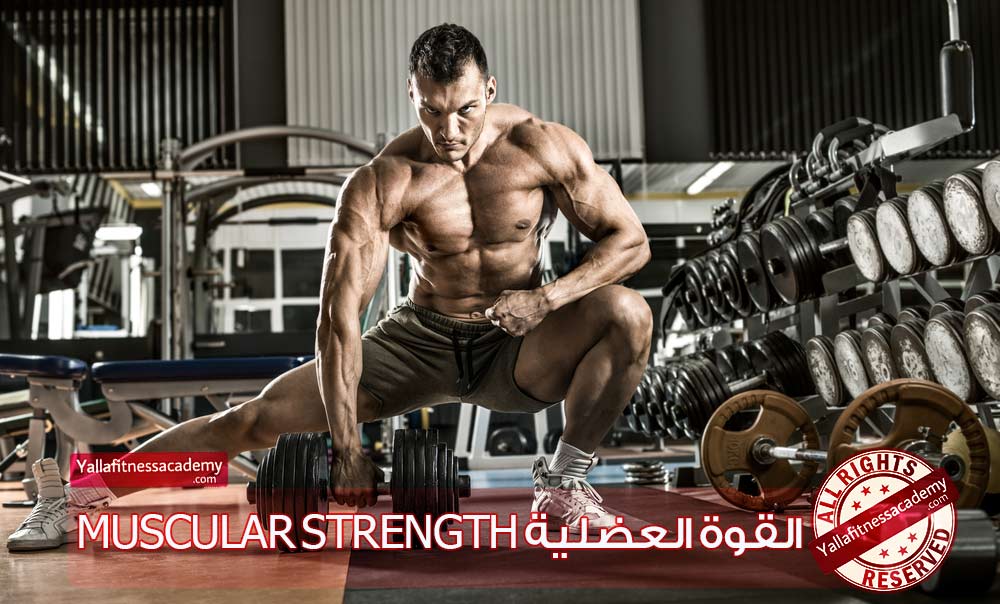 القوة العضلية Muscular Strength