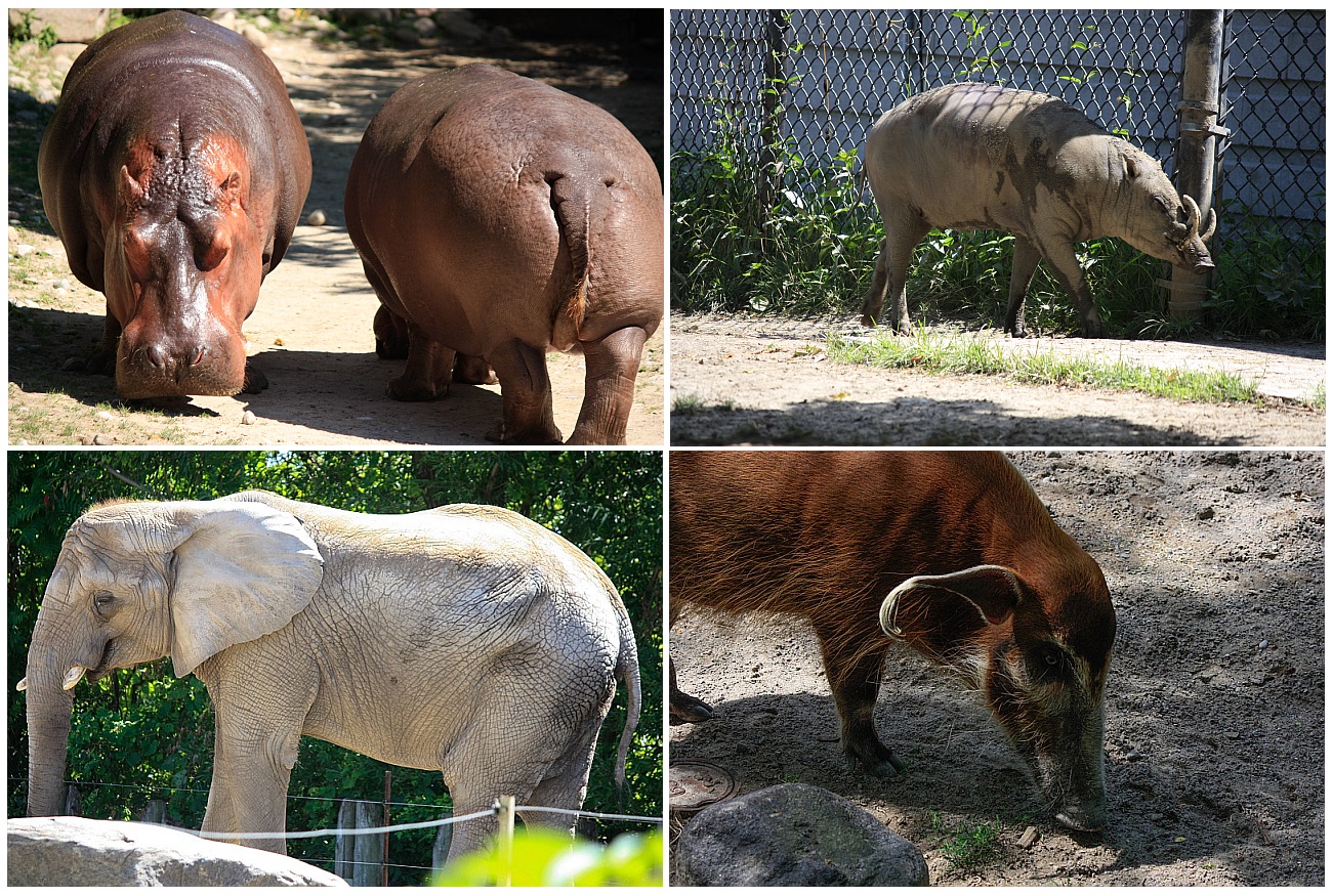 Mishy's Corner of the World: Exploring the Toronto Zoo