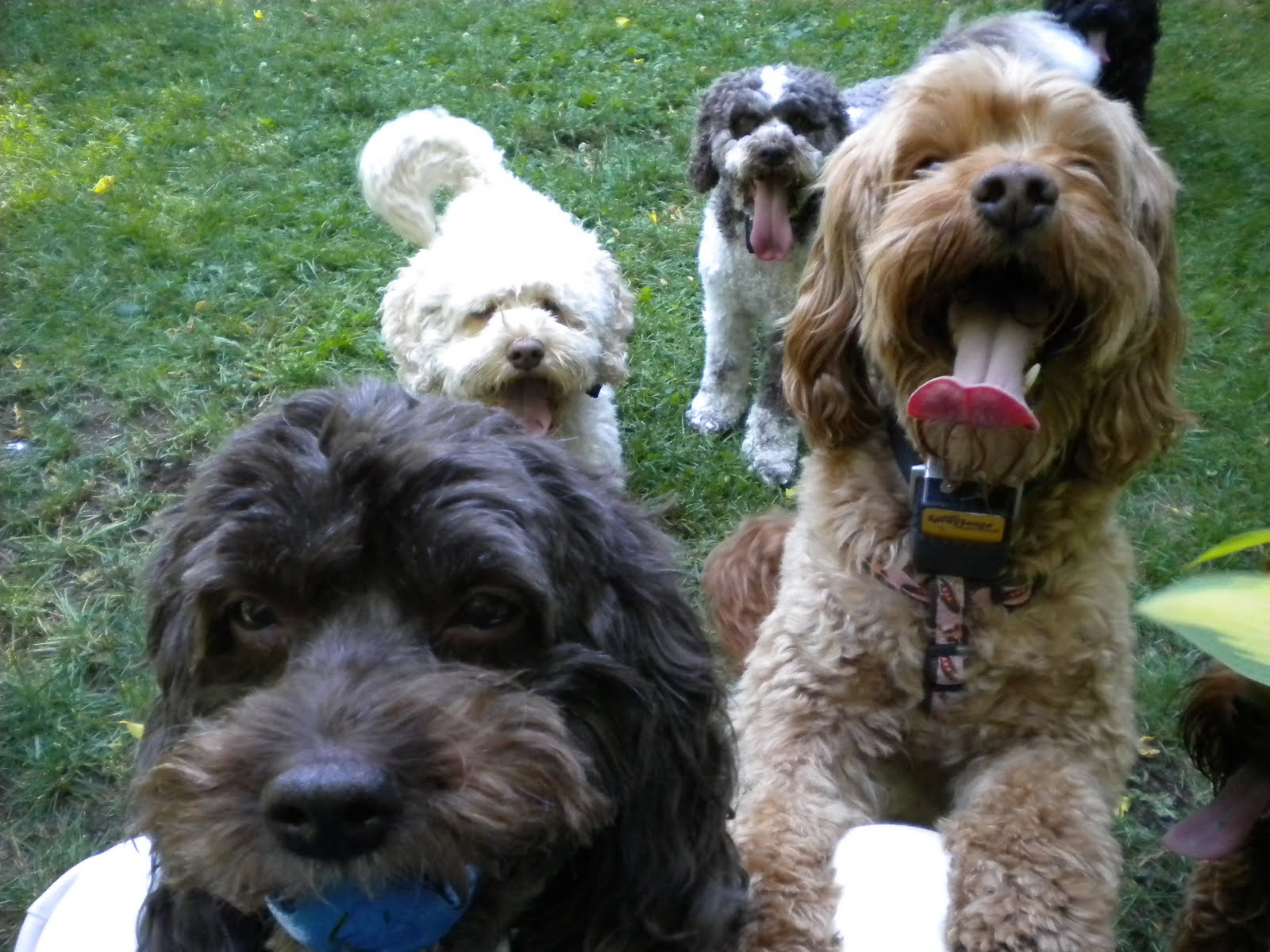Erin's New England Cockapoos: Plaaaaaaay Ball!