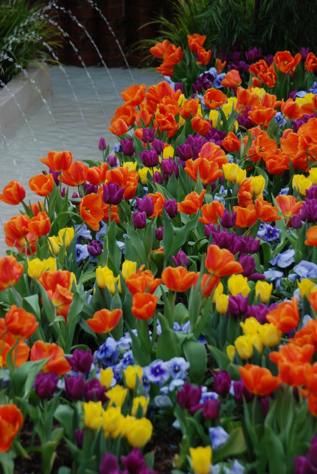 Wife, Mother, Gardener: Vivid Colors at Phipps Conservatory Spring Show