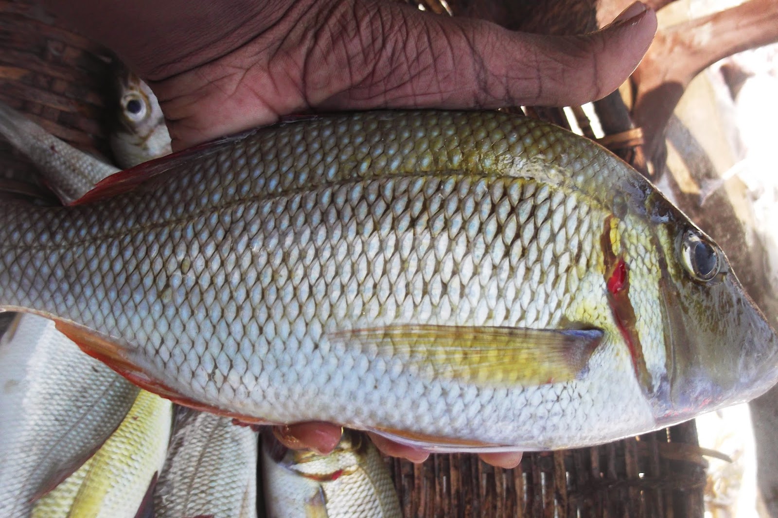NEGOMBO SEAFOODS: MEE WATI