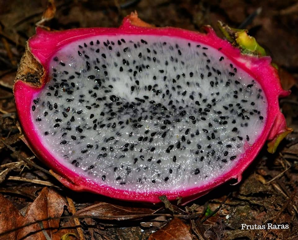 Hylocereus undatus - Pitaya Rosa da polpa branca