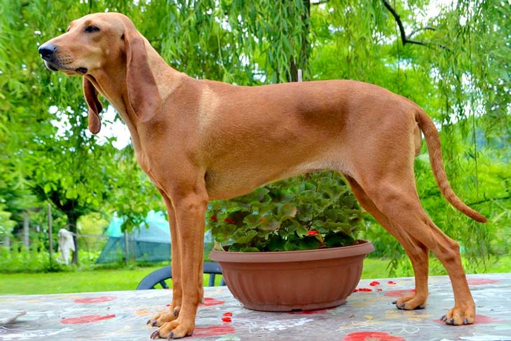 dog side stories: Segugio Italiano (Ιταλικό Σεγκούτσιο κοντότριχο)