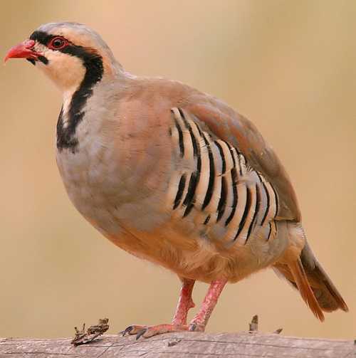 List of Indian partridges - Images | Birds of India | Bird World