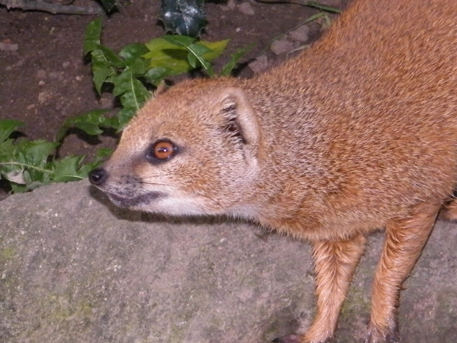 Mostly pictures: 23 random zoo pictures!