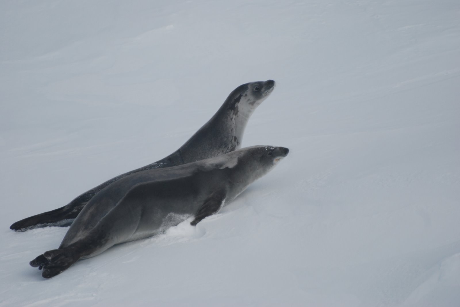 Lisa's year at Mawson 2011