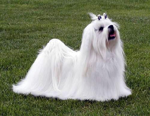 Todos Son Blancos Malteses