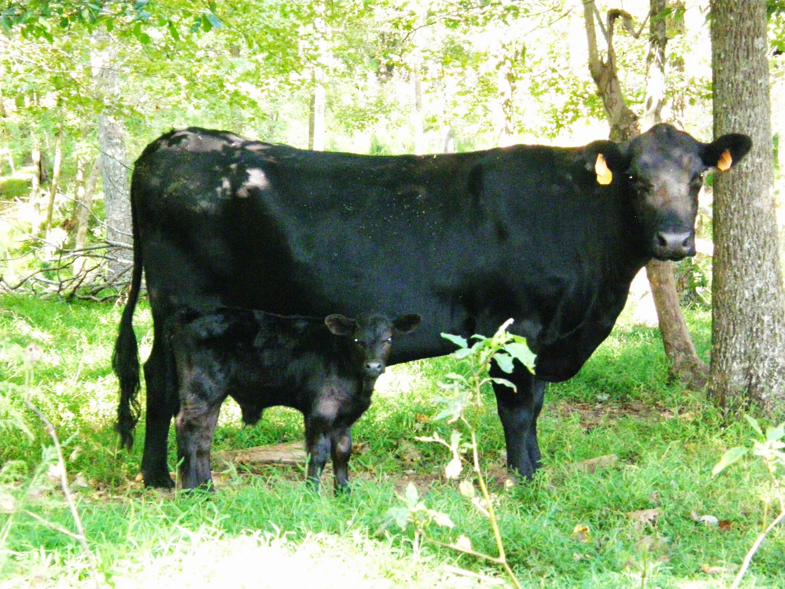 Food Gratitude: Counting Cows in October