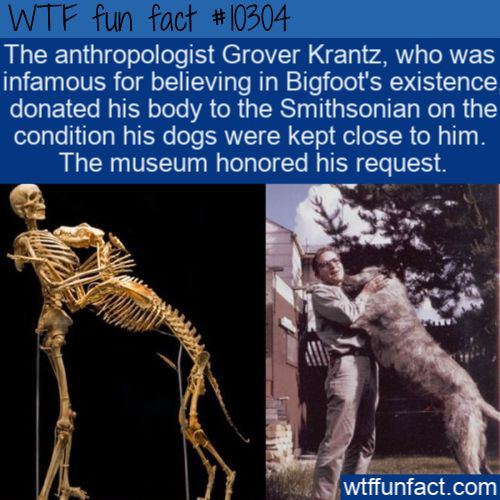 60 Amazing And Insane Random WTF Facts | Amazing WTF Facts