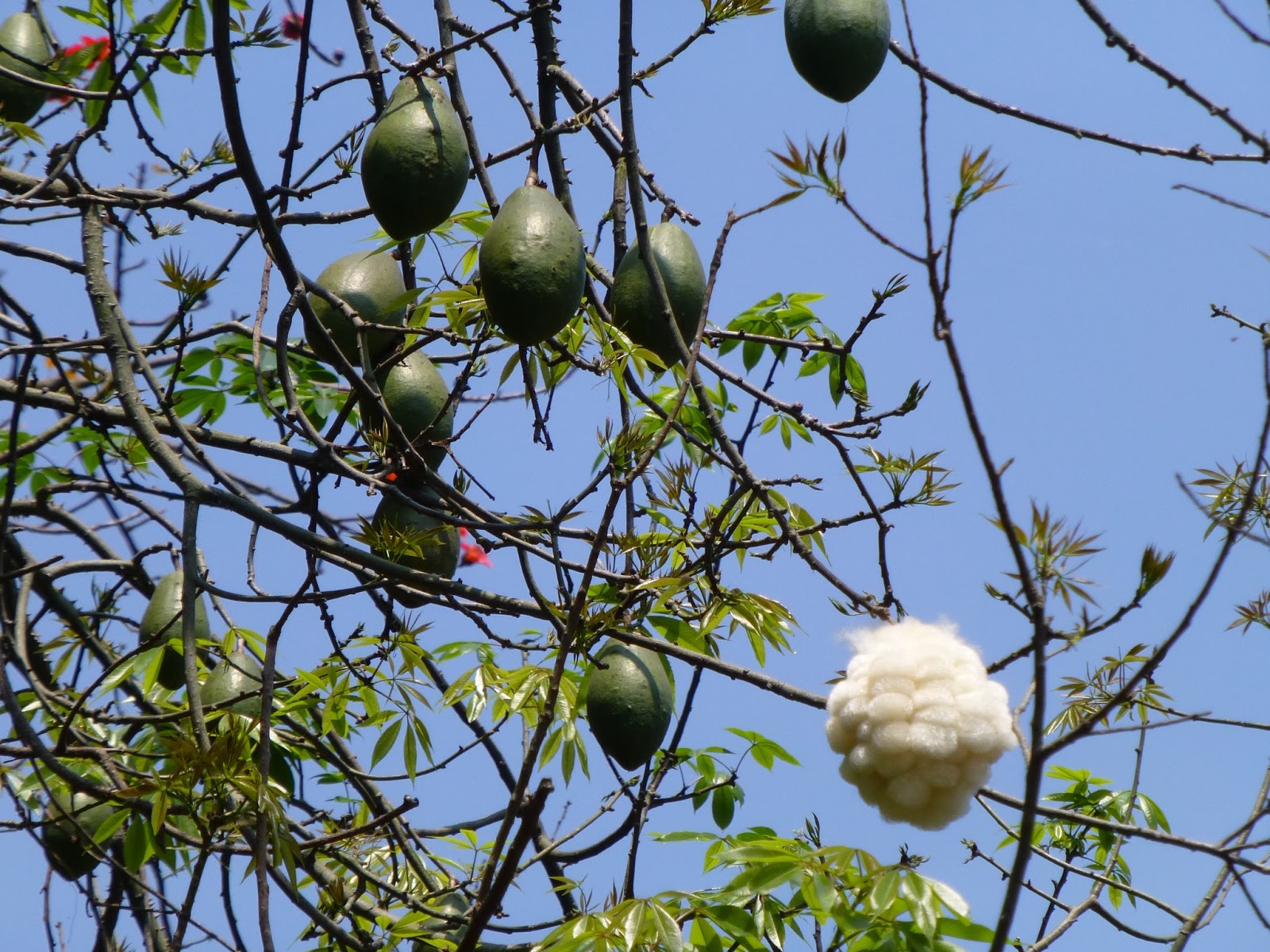 Cath à HK: Bombax - Kapokier